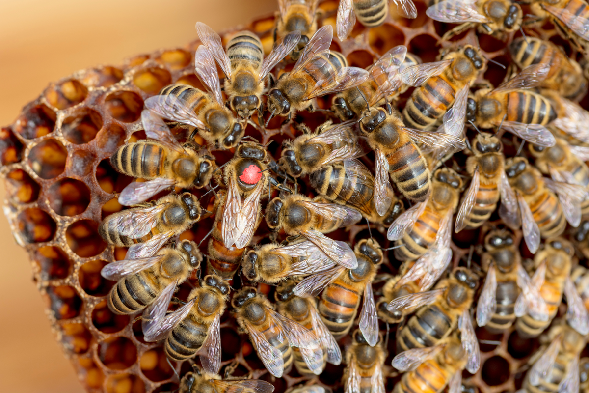 What Happens When the Queen Dies? Inside a Hive Crisis – Sammy's ...