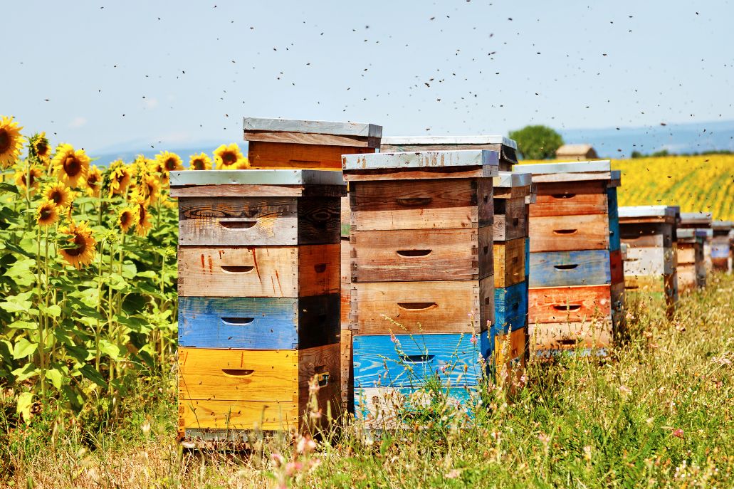 The Hidden Cost of Monoculture: Why Bees Are Paying the Price – Sammy's ...