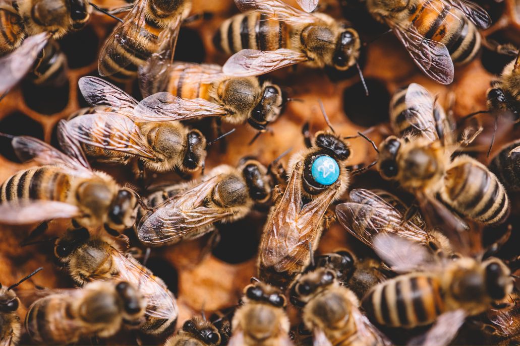 How Royal Jelly Creates a Queen – Sammy's Southern Honey